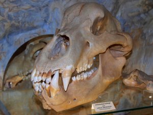 Evolutionary Bears: Giants and Cave Dwellers | The Whisker Chronicles
