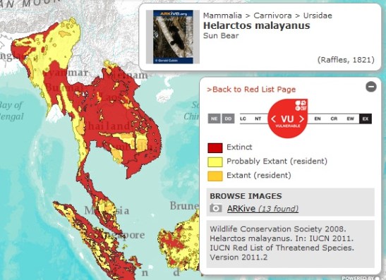 Sun Bear | The Whisker Chronicles