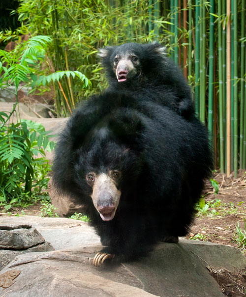 Sloth Bear | The Whisker Chronicles
