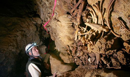 Evolutionary Bears: Giants and Cave Dwellers | The Whisker Chronicles