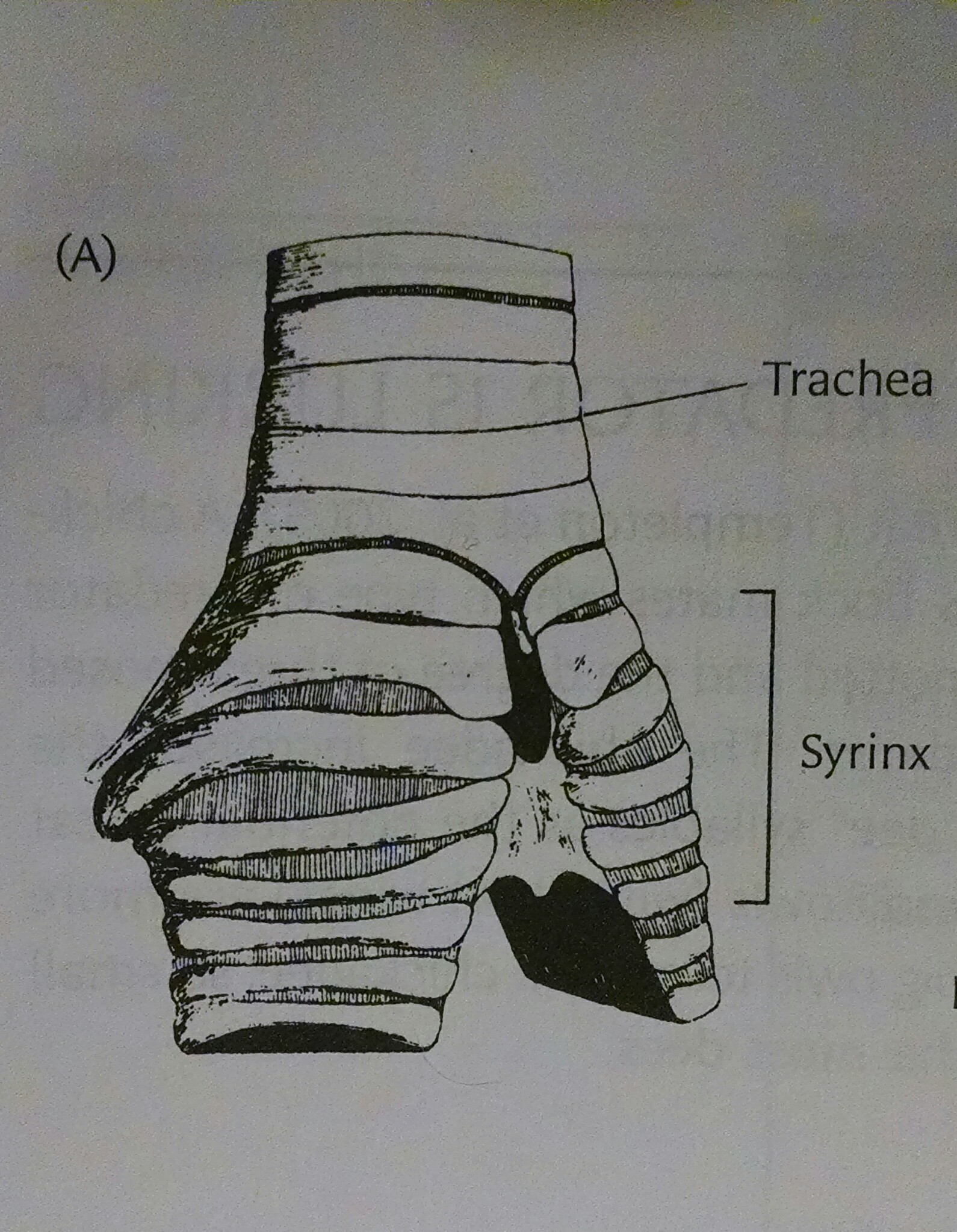 The Mystery of Bird Songs and Calls | The Whisker Chronicles