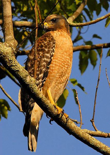 red shouldered hawk range